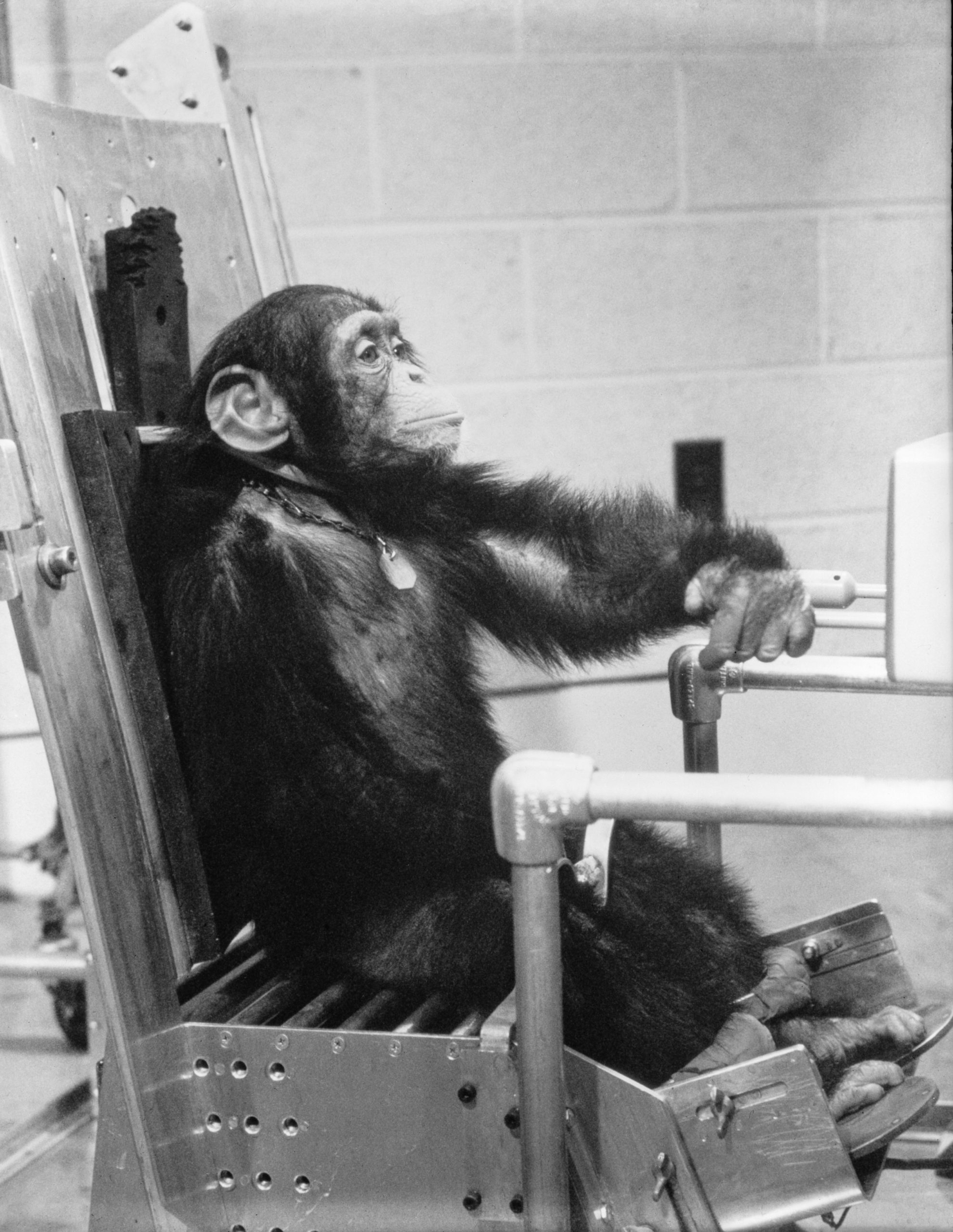 ‘We Gave It Away’: Remembering the Unhappy Flight of Ham the Chimp, 60 ...